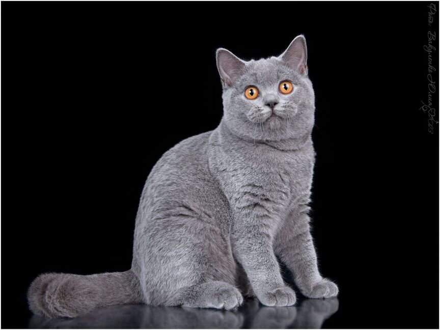 Кошка 5 месяцев