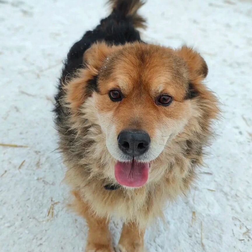 Собака в добрые руки