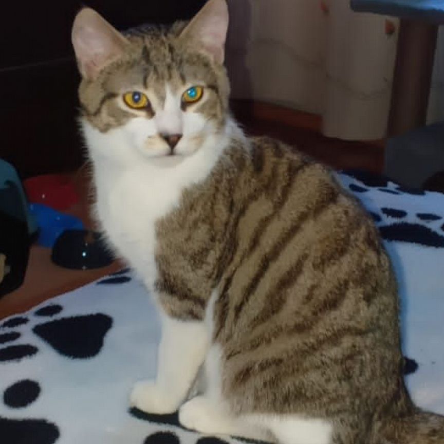 Котик 5 мес
