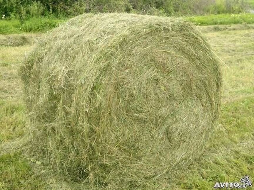Сено луговое,разнотравье