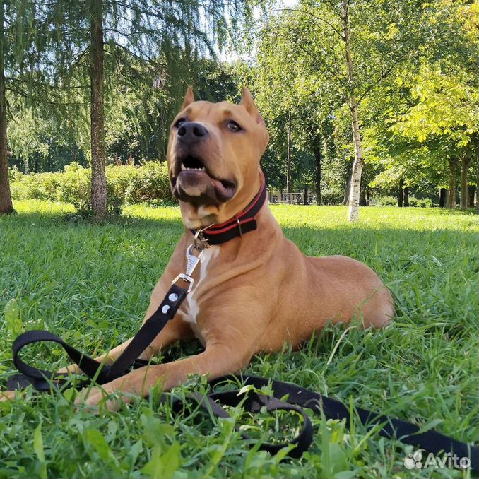 Вязка американский стаффордширский терьер