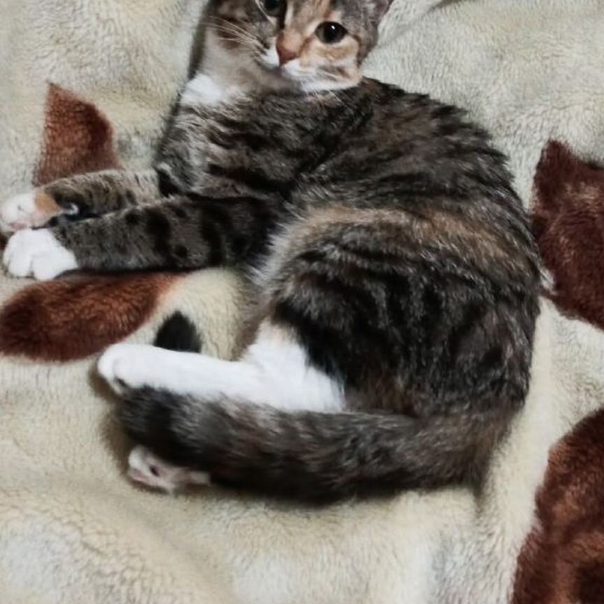 Котёнок в добрые руки