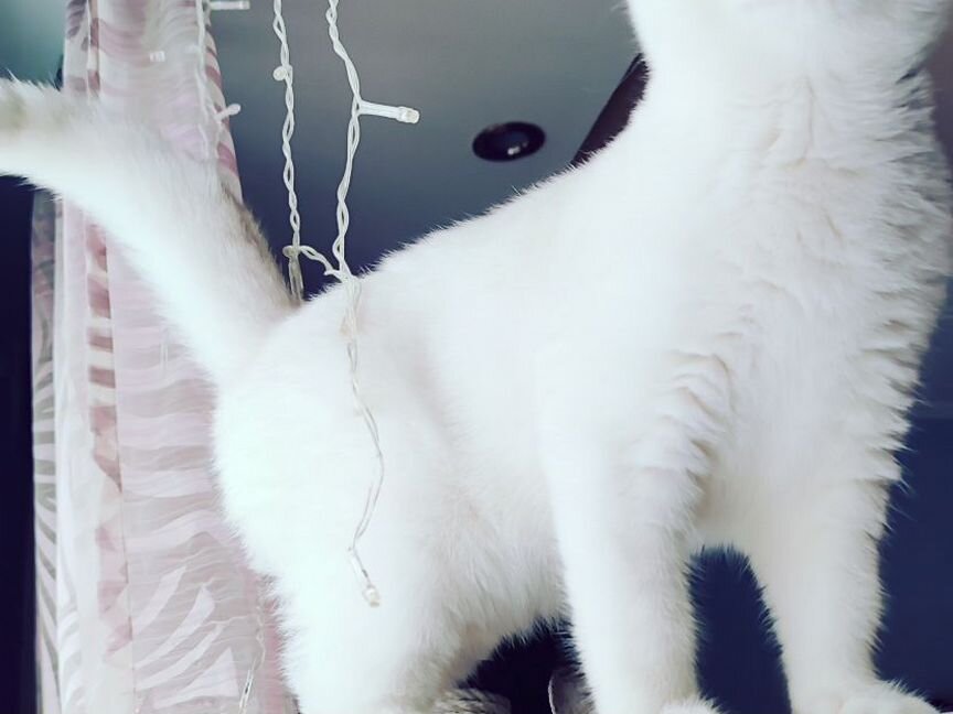 Котенок британский 4 месяца