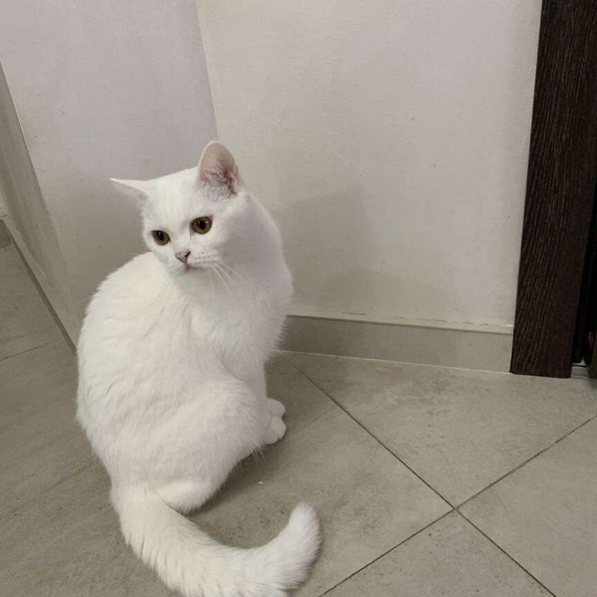 Кошки породистые