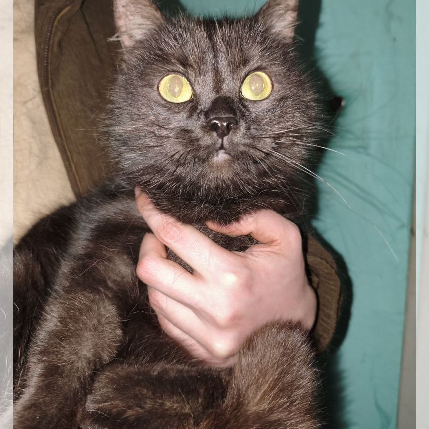 Взрослая, кошка в добрые руки