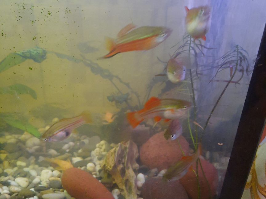 Зелёные меченосцы