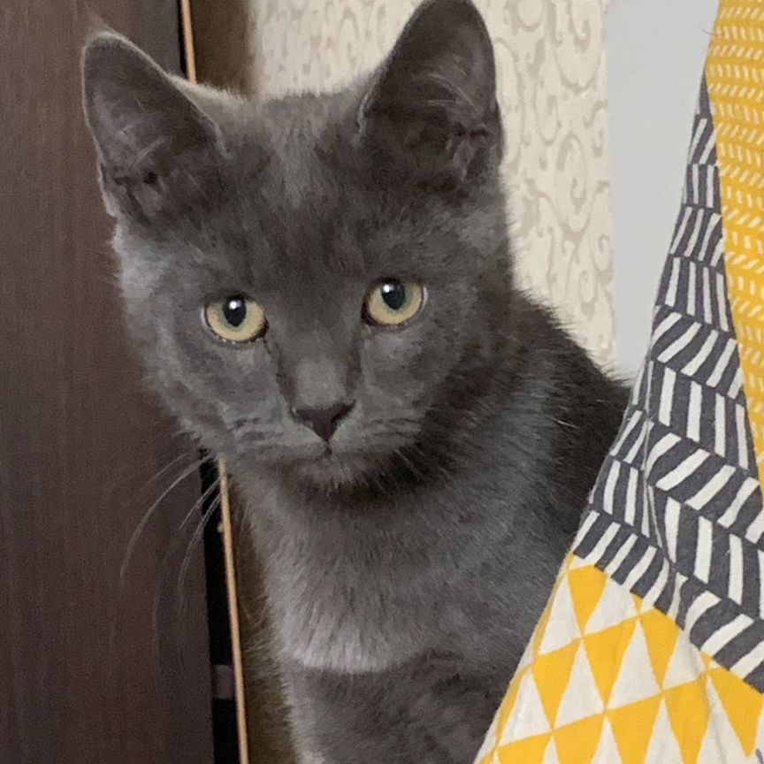 Породистый котенок в добрые руки