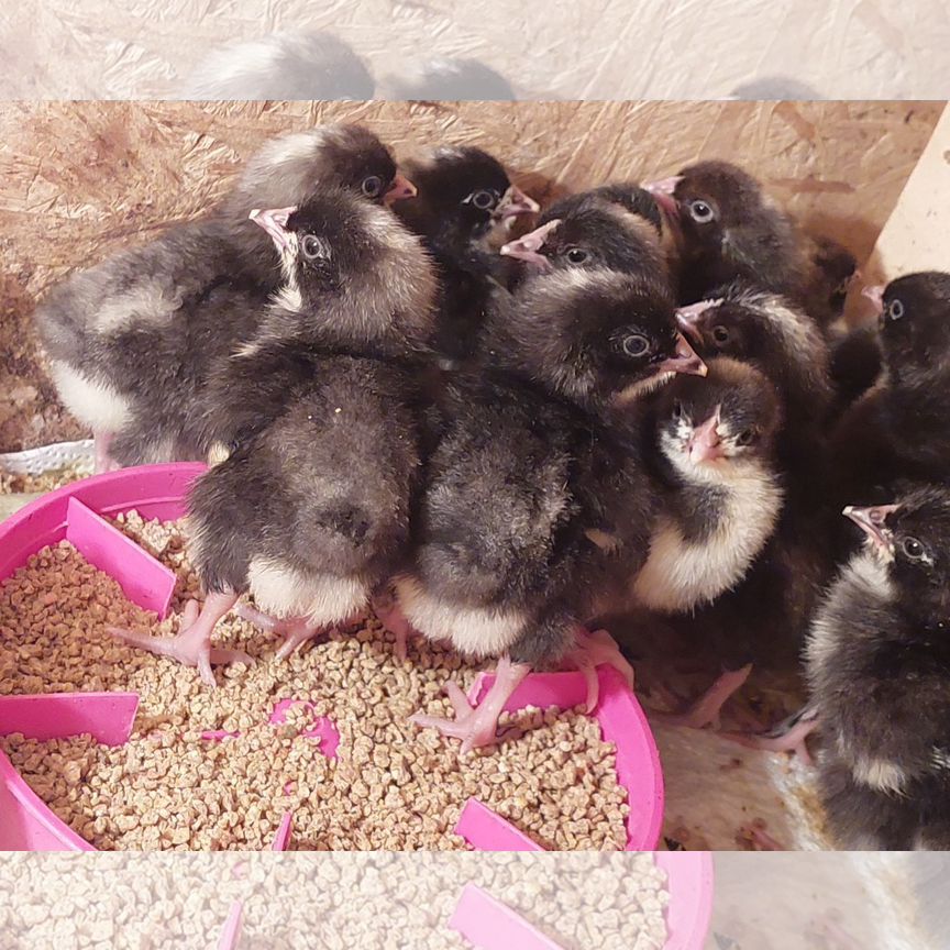 Цыплята суточные