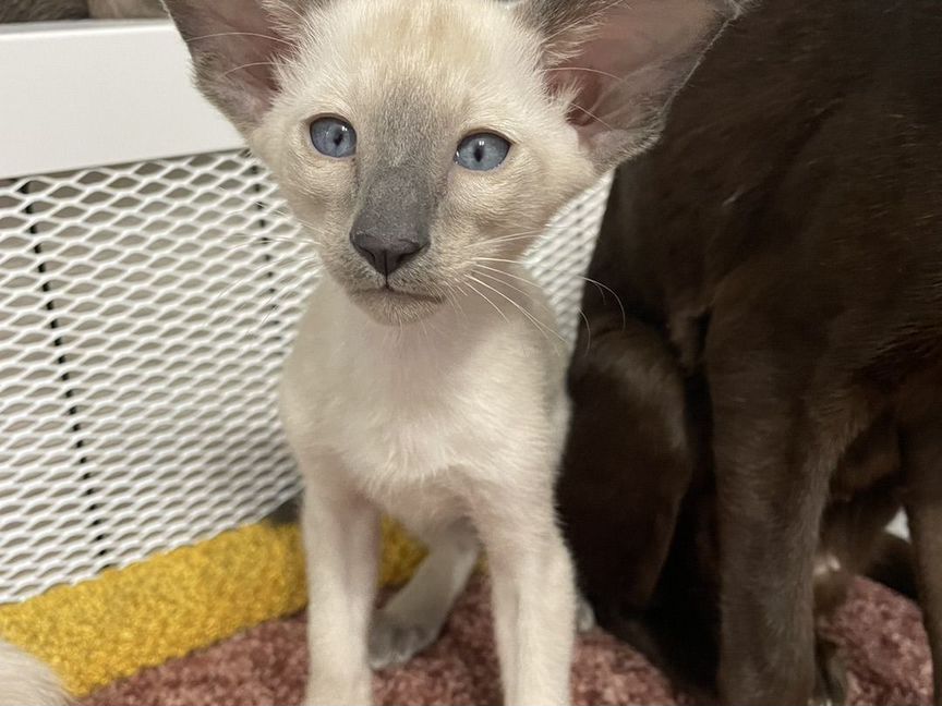 Ориентальный котенок