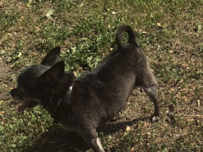 Вязка кобель чихуахуа мини