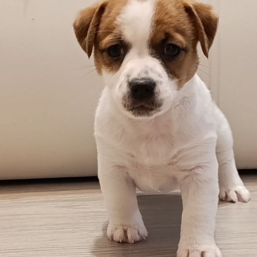 Джек рассел терьер