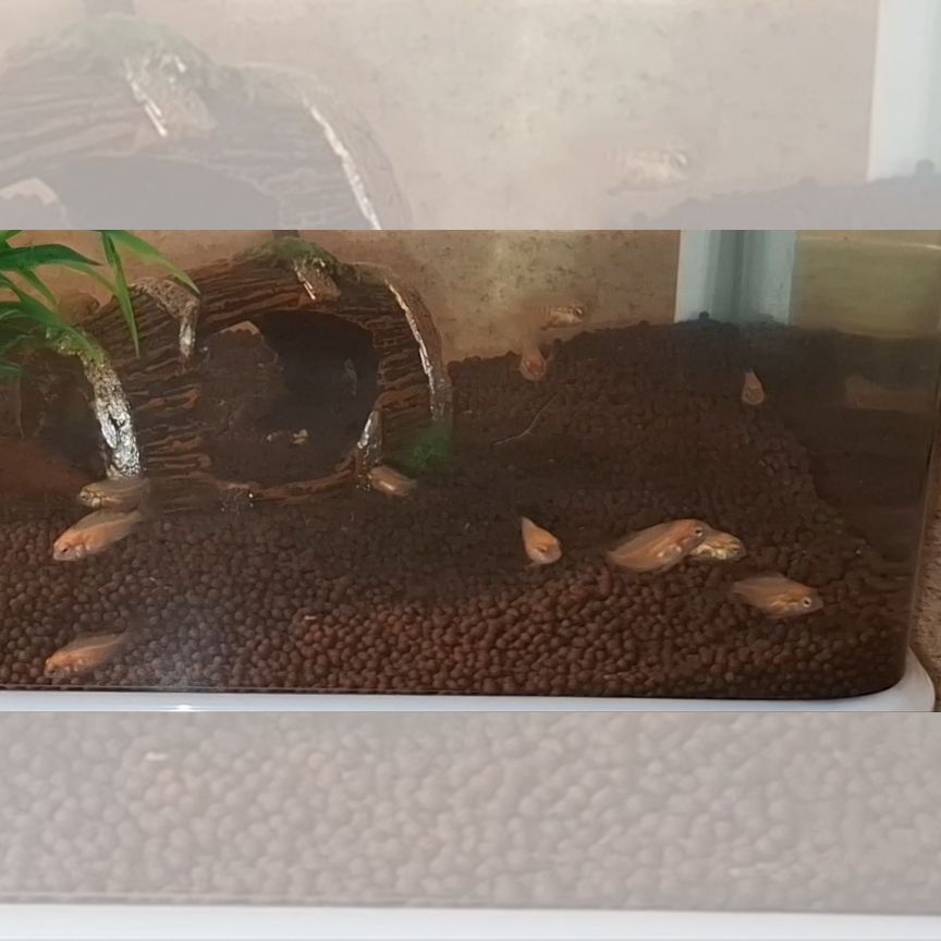 Забрали Рыбки Цихлазома розовый фламинго