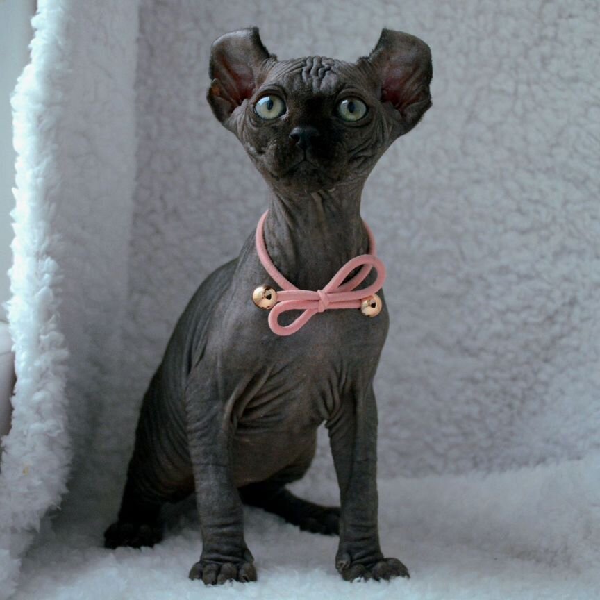 Девочка Эльф