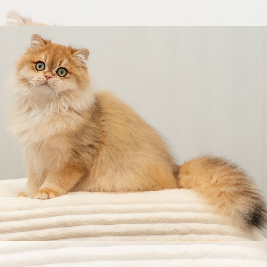 Британский длинношёрстный котёнок