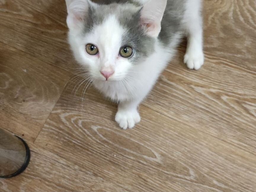 Котенок бесплатно