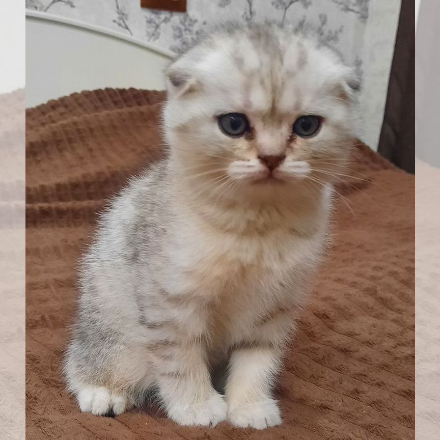 Шотландский вислоухий короткошёрстный котёнок
