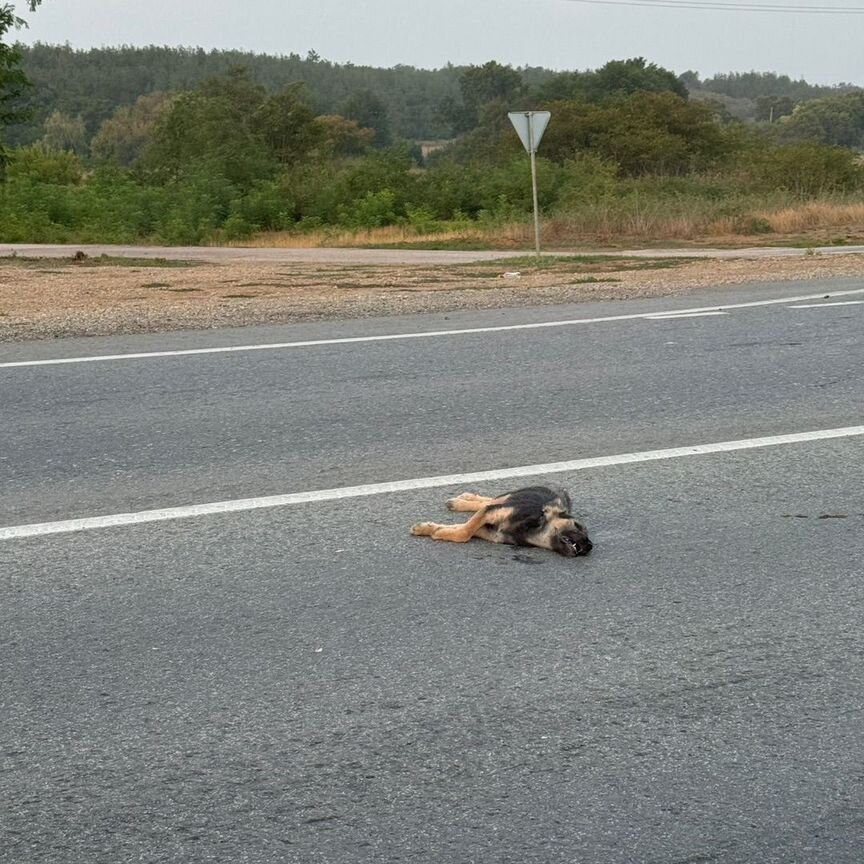 Выбросили щенка