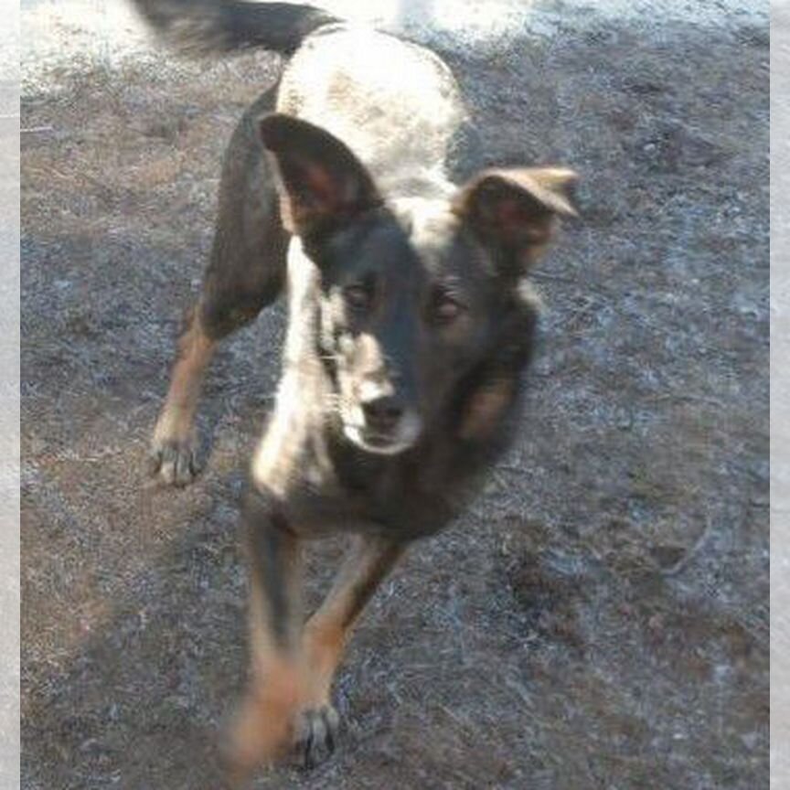 Немецкая овчарка, взрослая собака