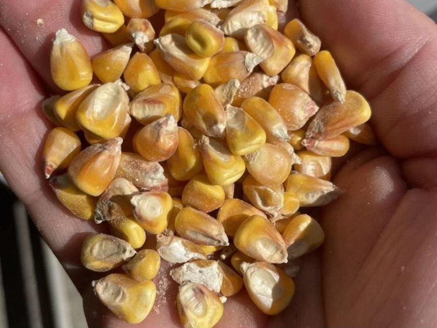 Просо, Кормовая пшеница на корм/посев