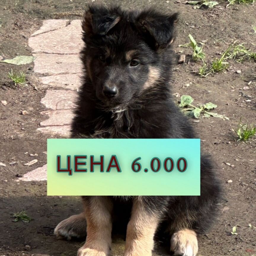 Щенок немецкой и кавказской овчарки