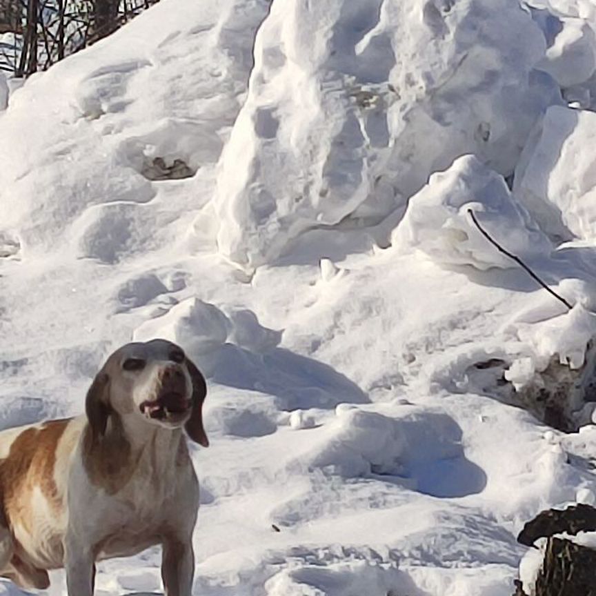 Старый хозяин или новый отзовись