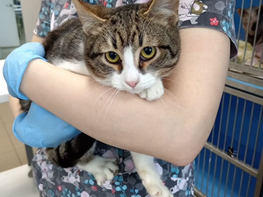 Котик в добрые руки