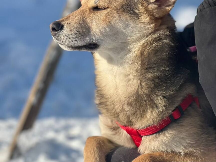 Плуто. Щенок из приюта в добрые руки