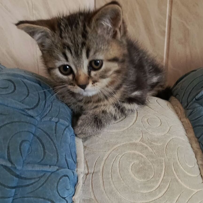 Шотландский прямоухий короткошёрстный котёнок