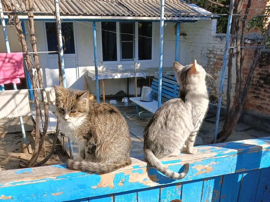 Котята в добрые руки мальчики