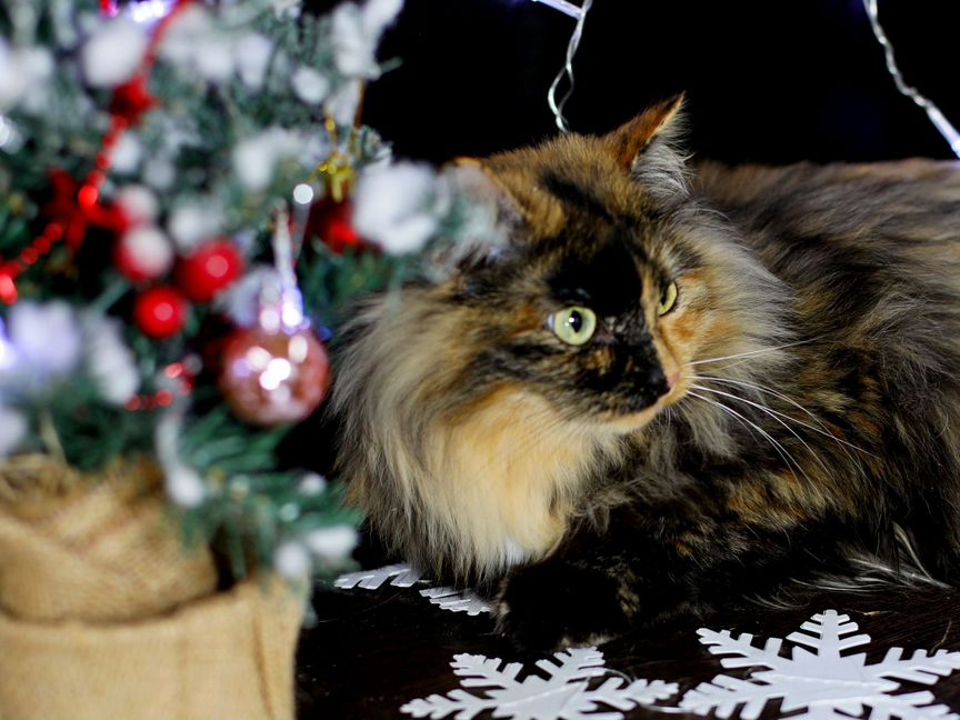 Шанечке нужен дом