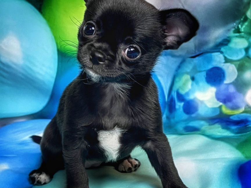 Чихуахуа девочка