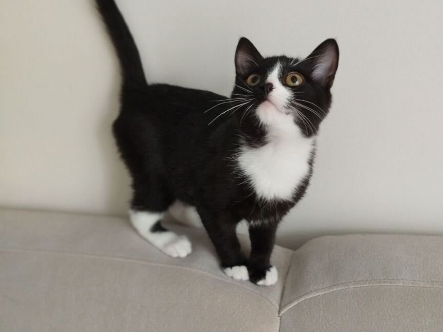 Котенок - девочка хулиганка