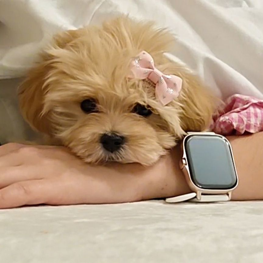 Малышка maltipoo
