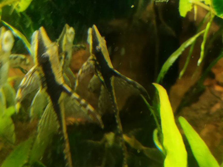 Стурисома панамская