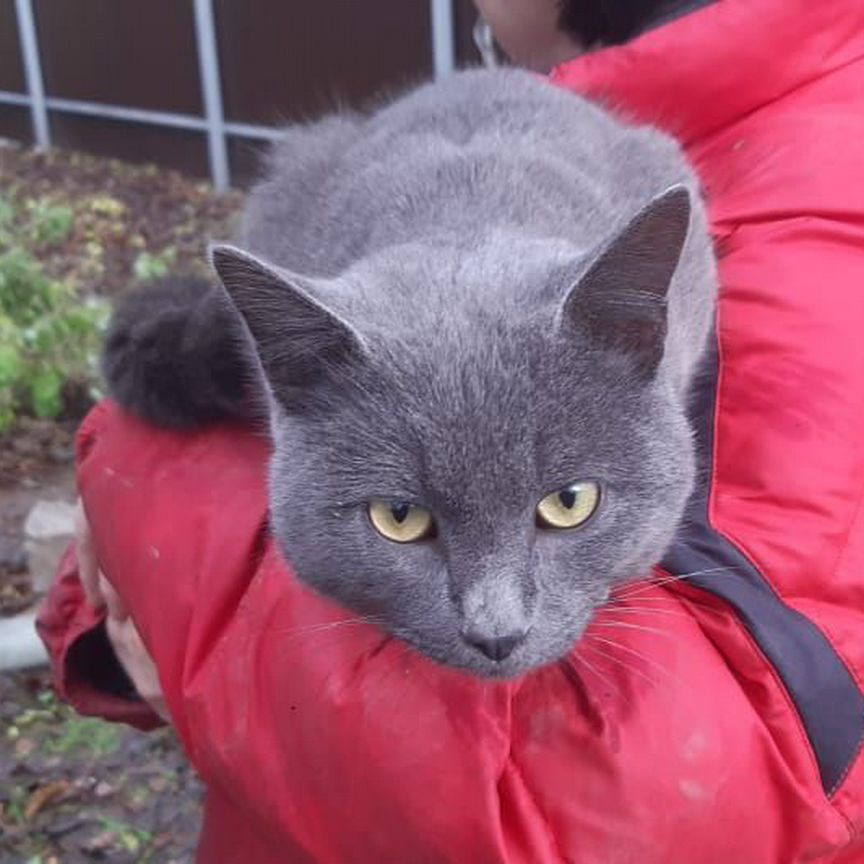 Котик русской голубой