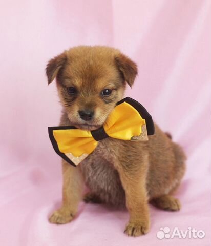 Щенки девочки Омега, Ириска, Альфа и Зара ищут дом