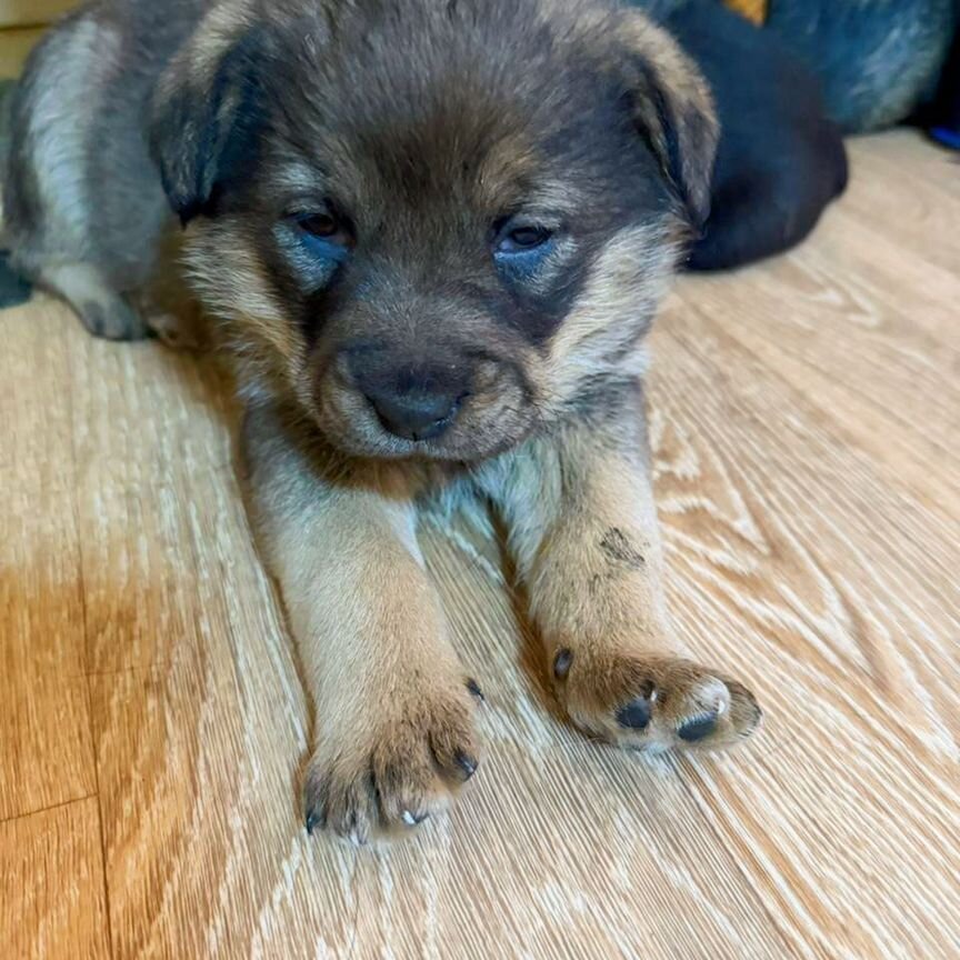 Щенок Герда 1 мес бесплатно