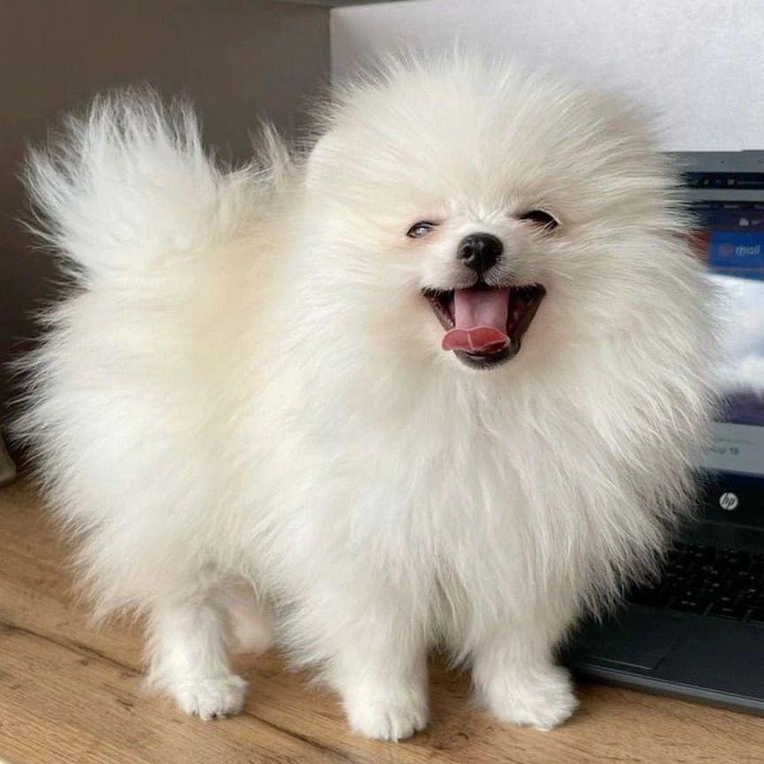 Померанский шпиц кобель крем