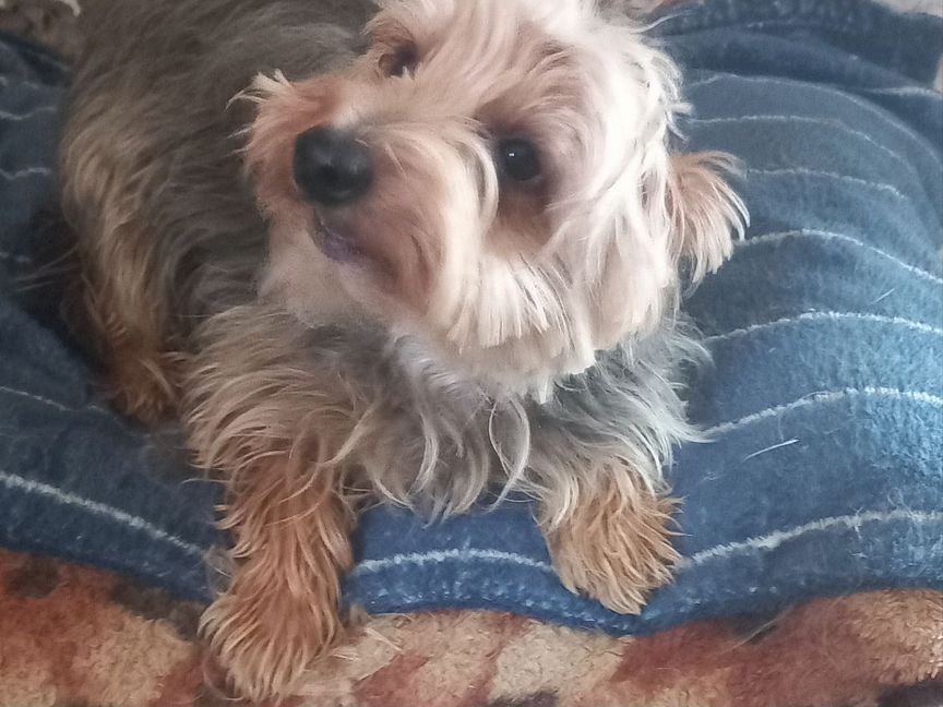 Йоркширский терьер