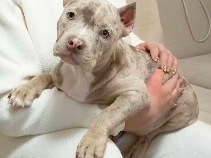 Американский булли, девочка Лиловый триколор Мерль