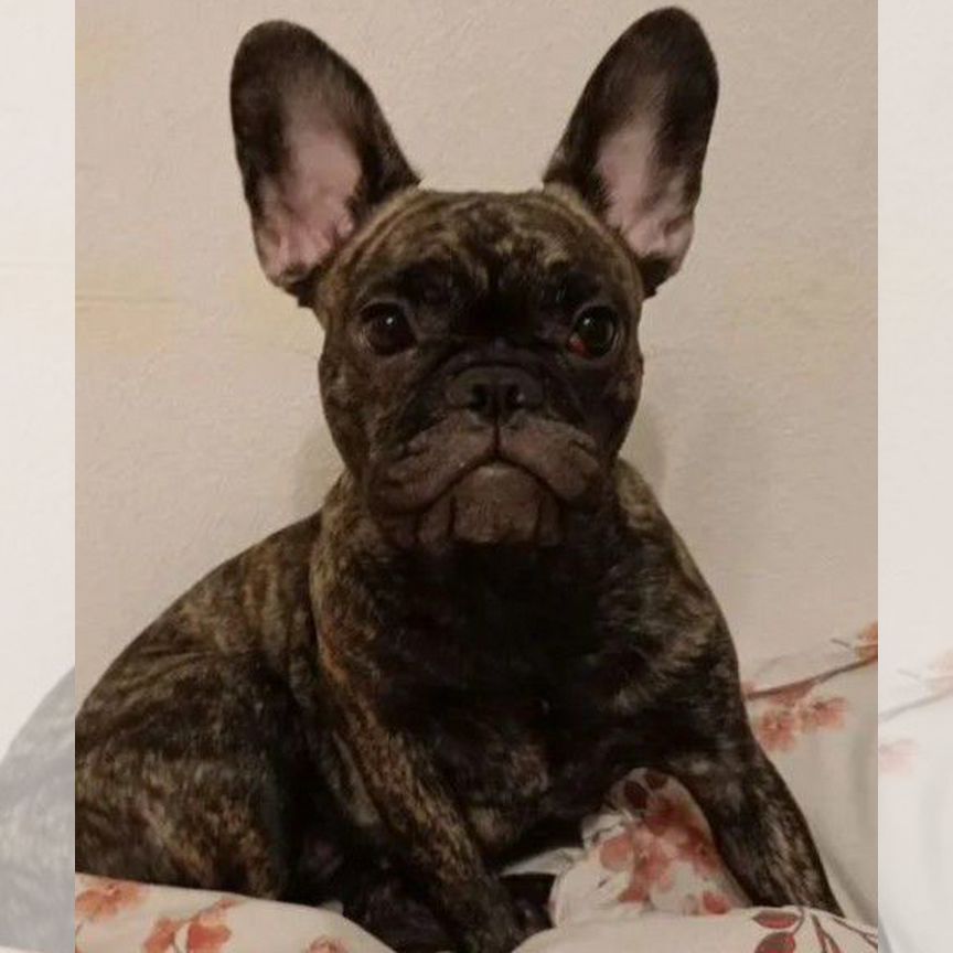 Французский бульдог, взрослая собака