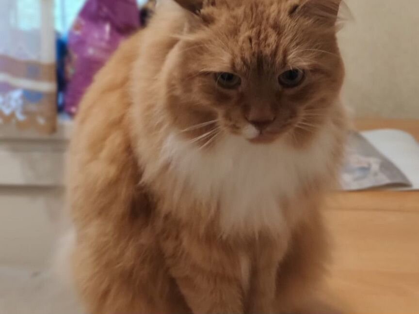 Котик ищет хозяйку