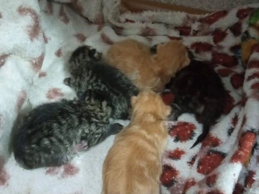 Шотландские котята