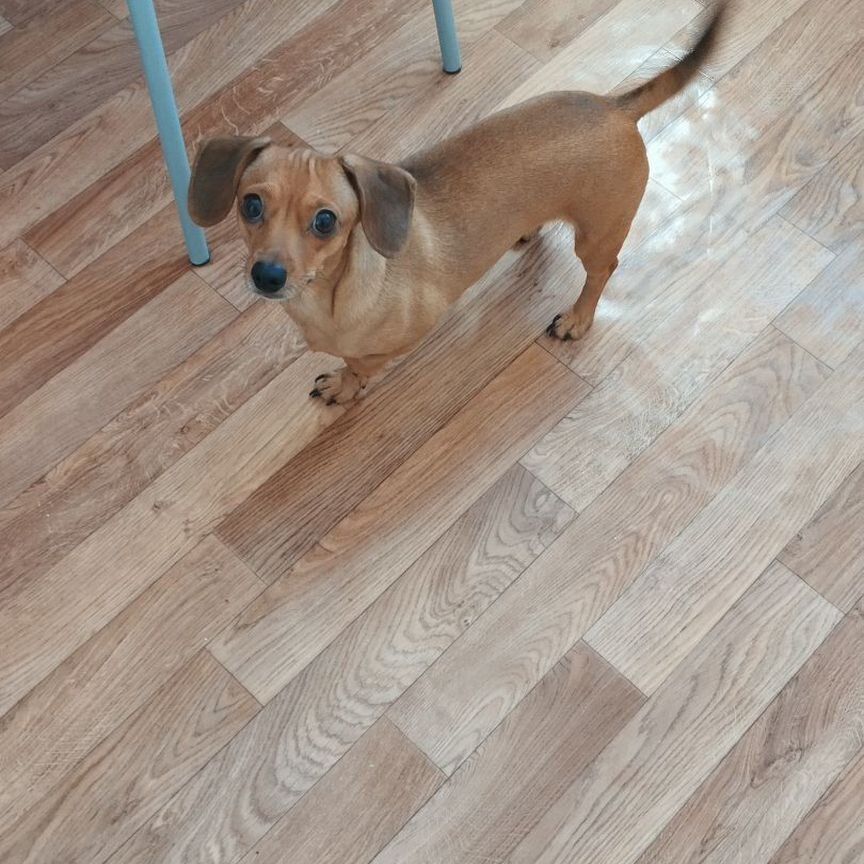 Отдам в добрые руки маленькую собачку