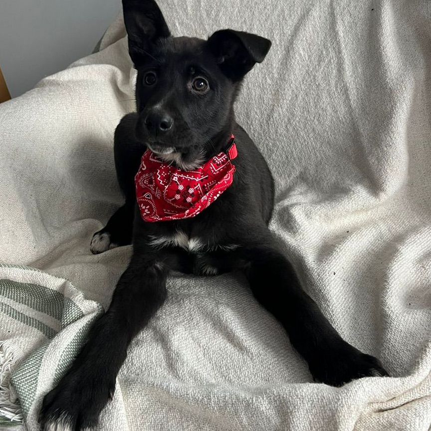 Роскошный щенок мальчик. В дар