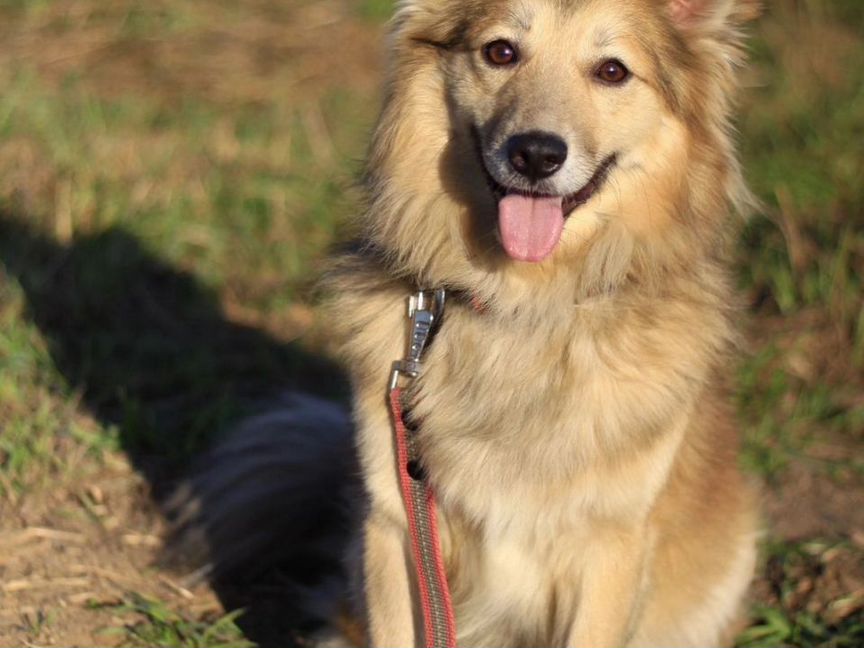 Крошка Лисенок в дар