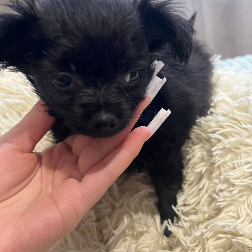 Чихуахуа, щенок