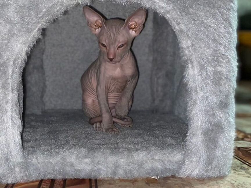 Донской сфинкс котенок