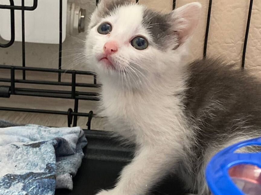 Котенок Васенька ищет дом