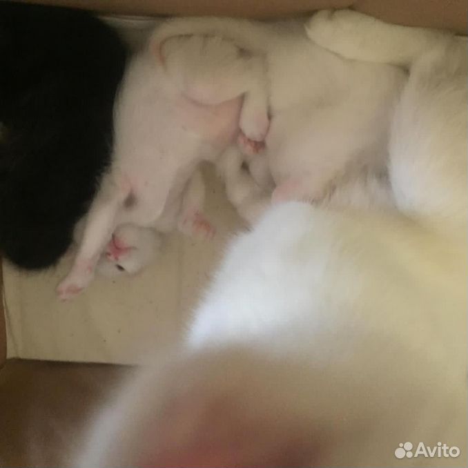 Ангорские котята в добрые руки